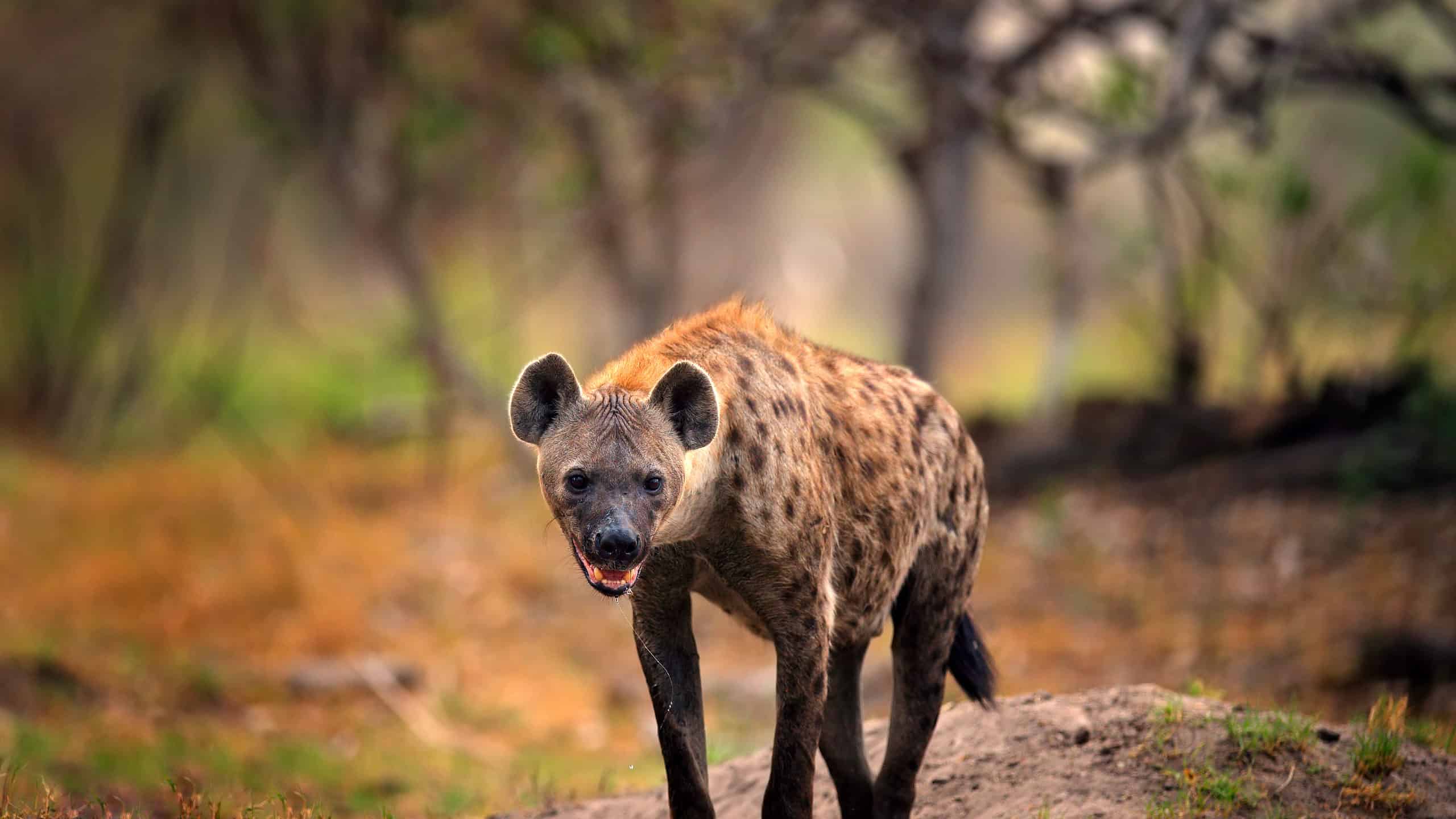 A massive snake swallowed a 150-pound hyena whole