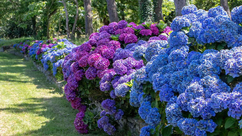 15 beautiful flowering shrubs that grow best in morning sun and ...