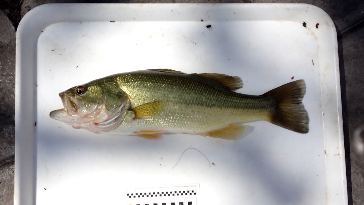 National Park finds invasive species in pond