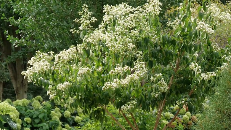 18 shade trees that can handle high temperatures and cool down a yard