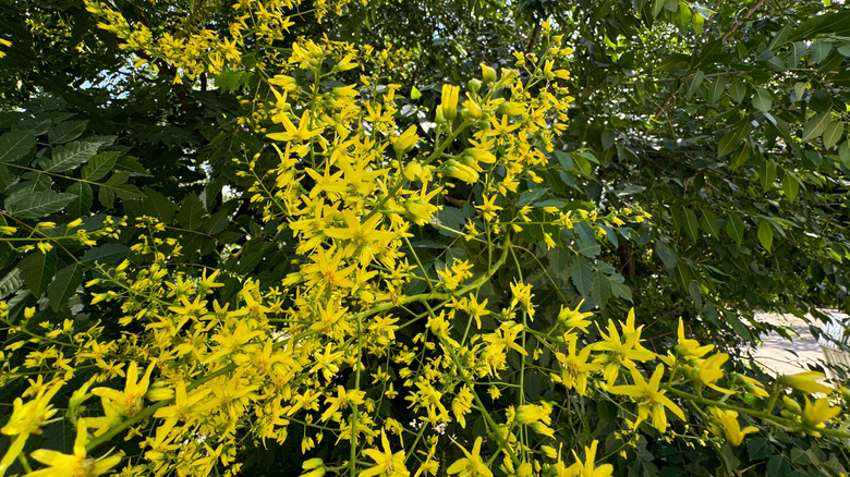 18 shade trees that can handle high temperatures and cool down a yard
