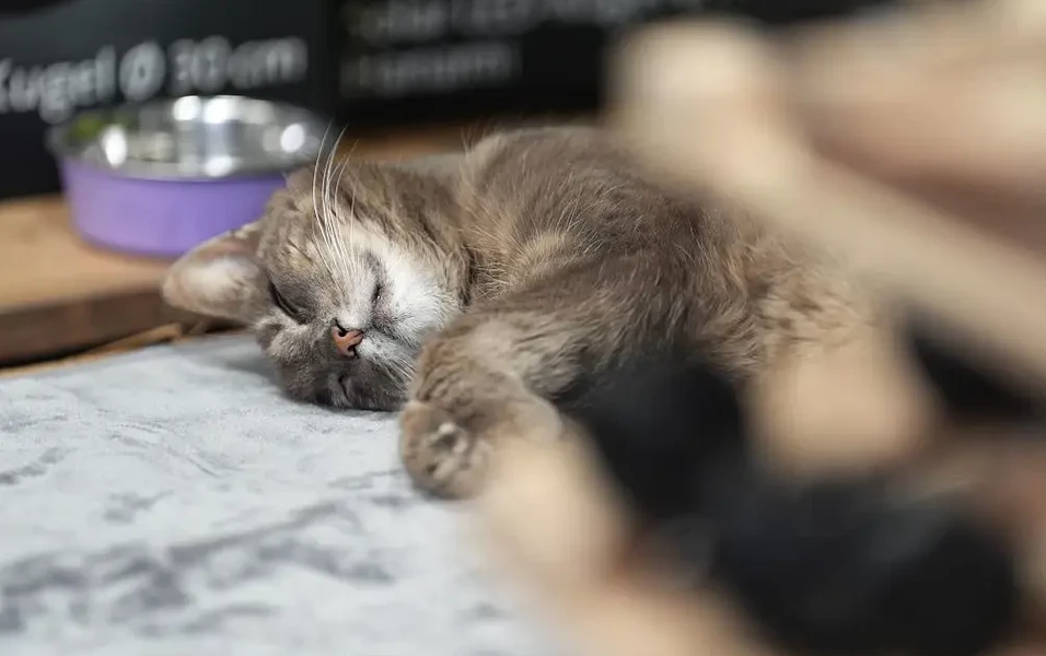 Keeping indoor cats happy with smart play ideas