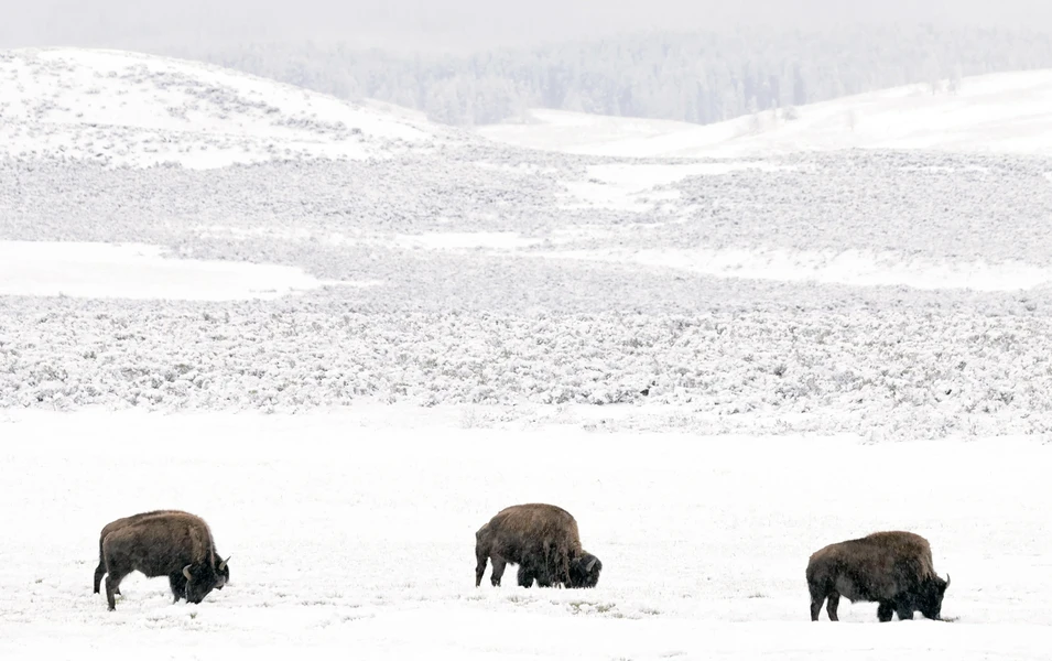 Bison comeback is rewriting our prairies
