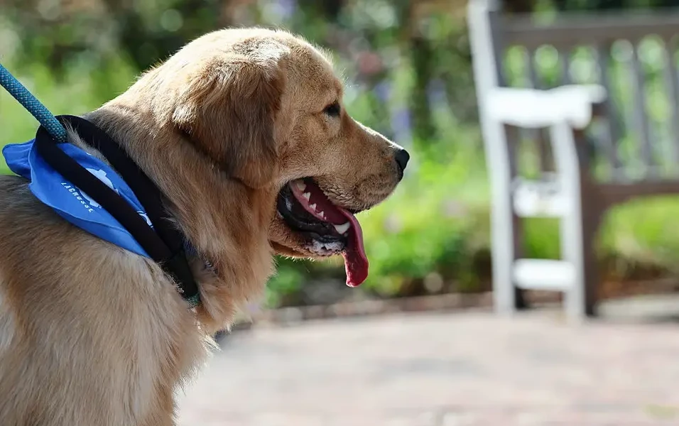 Vets outline six key signs of a happy dog