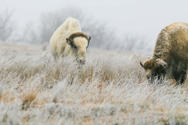 Sacred and incredibly rare white bison calf arrives in Iowa