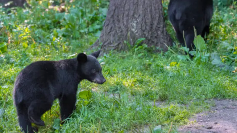Great Smoky Mountains National Park shuts down trails over 'backpack ...