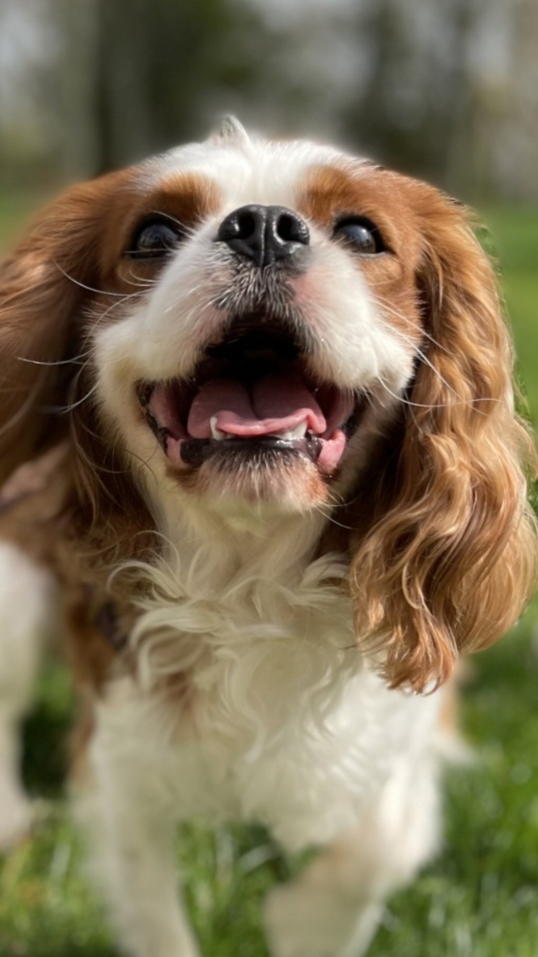 Adorable toy dog breeds that keep puppy energy forever