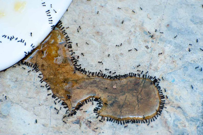 15 foods that lure ants and spoil your garden picnic
