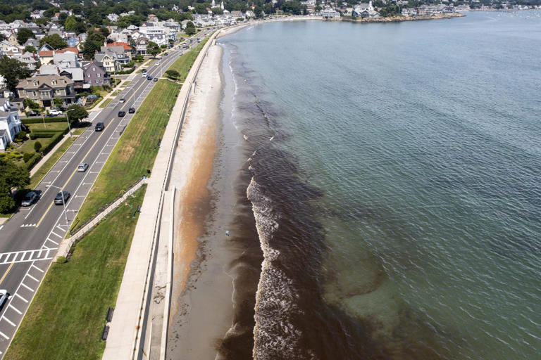 What is the fecal bacteria Enterococci and why does it impact beaches?