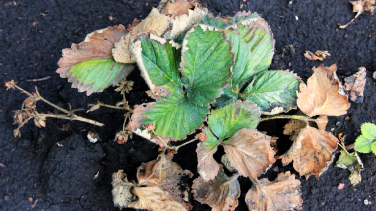 Strawberry plant drooping? 5 things you're doing wrong (and how to fix it)