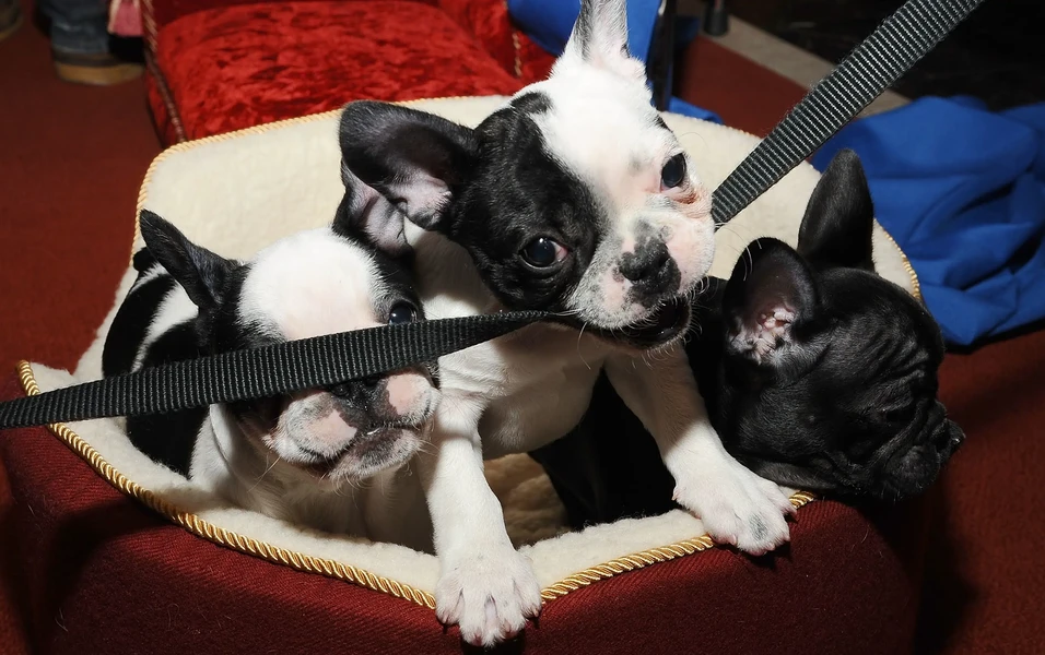 Rare toy Frenchie-Doodle puppies spark breed community buzz