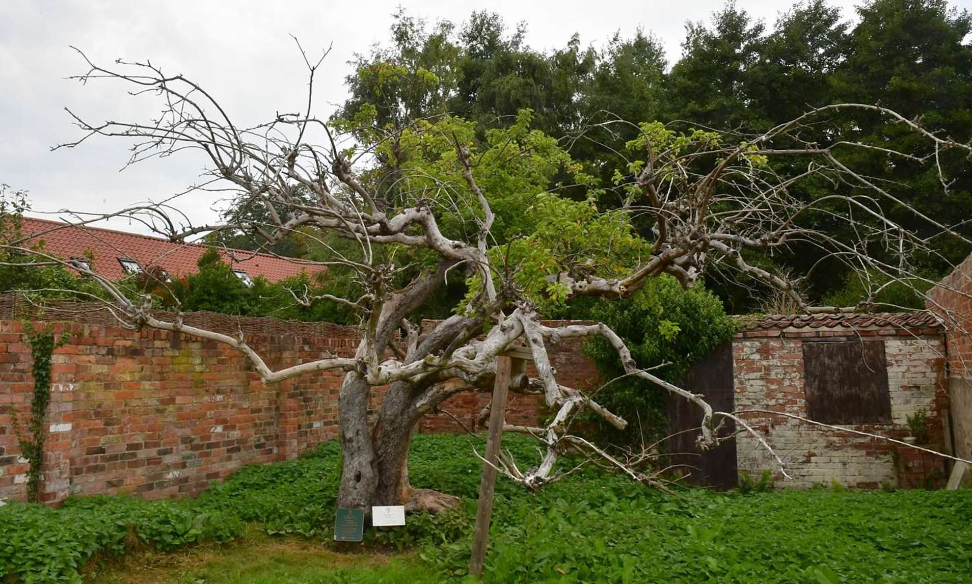 Bramley apple fans hoping to turn garden with original tree into ...