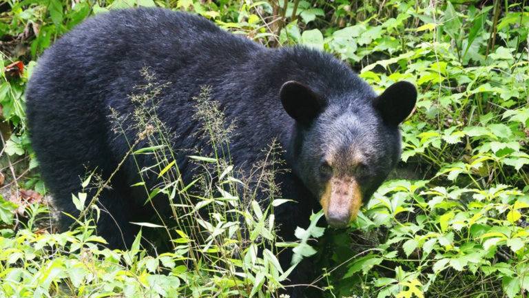 Great Smoky Mountains National Park shuts down trails over 'backpack ...