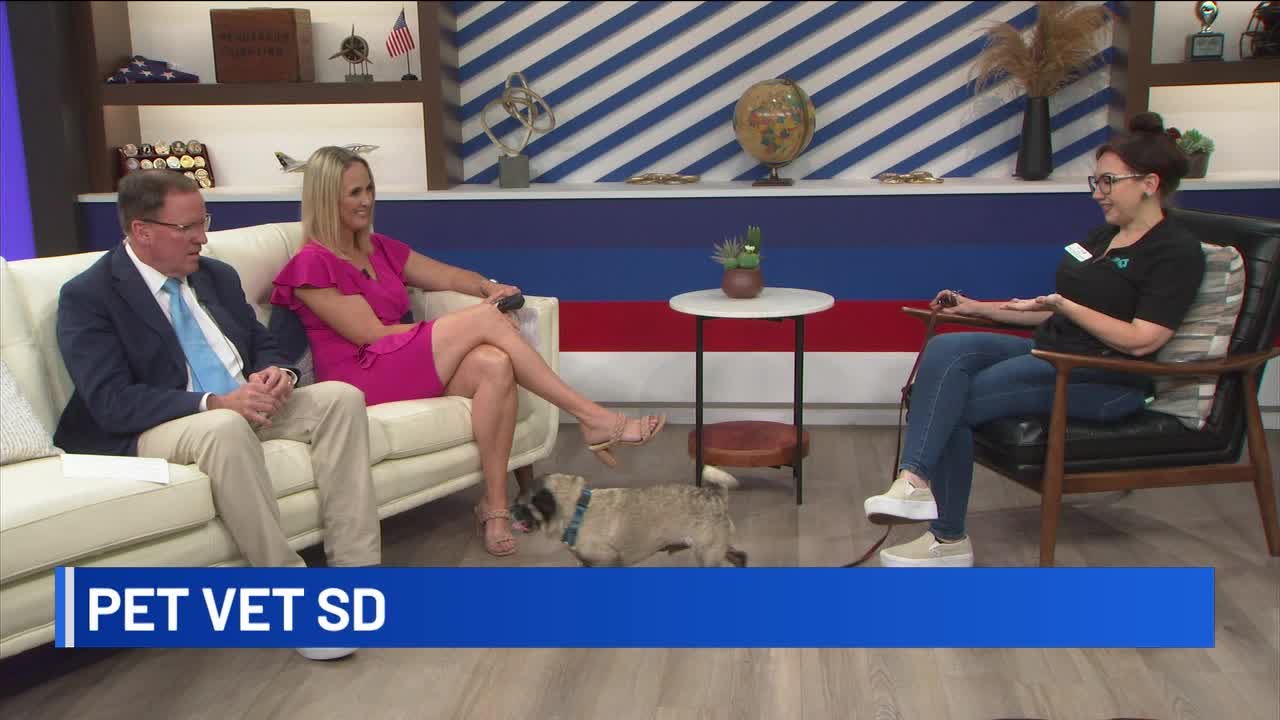 Senior pet care | Pet Vet SD