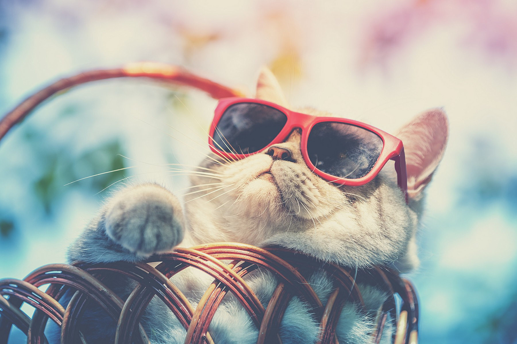 10 life tips from cats