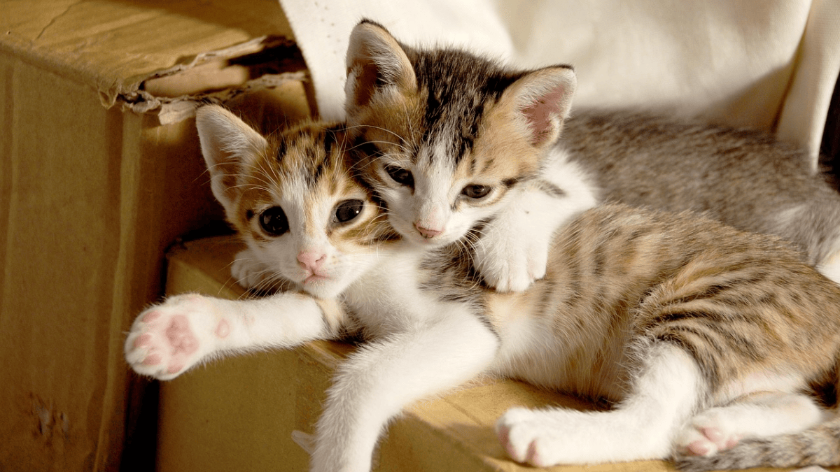 Why does your cat rub its head against you? Science has the answer