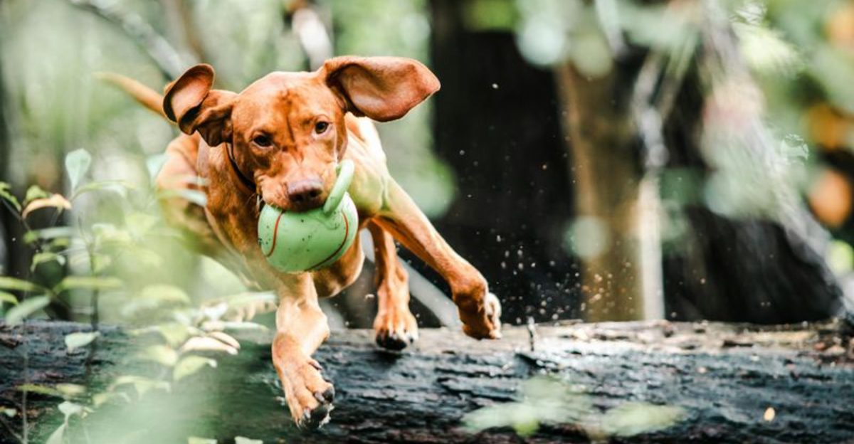 These 12 dogs would choose sunshine over snow without hesitation