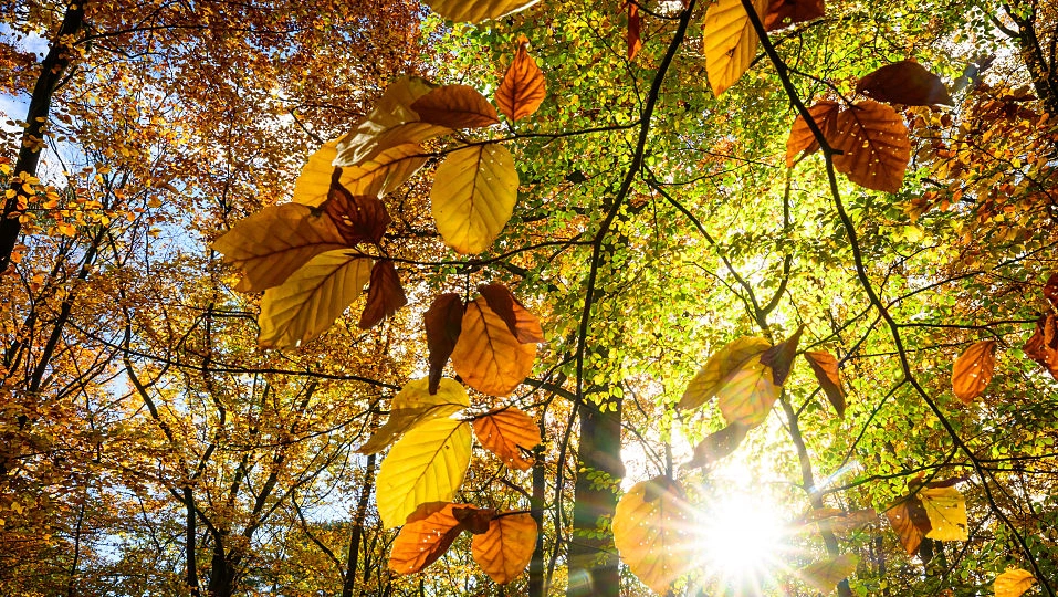 Master autumn photography with light and color