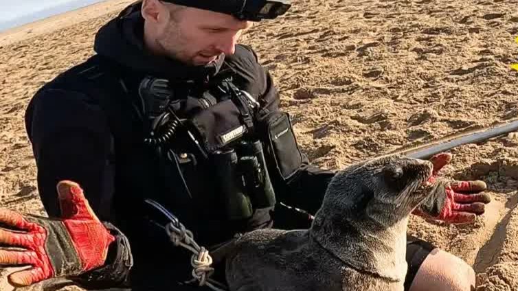 Watch this seal refuse to leave the human who saved his life