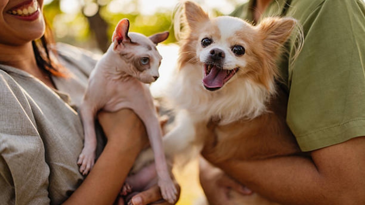Thousands of owners do it without being aware of the danger: SPCA ...