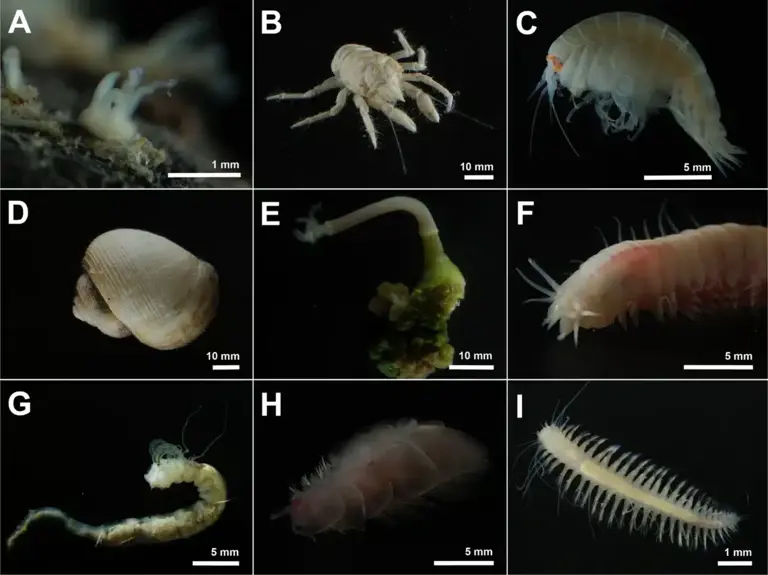 Scientists reveal the strange deep-sea creature that can devour an ...