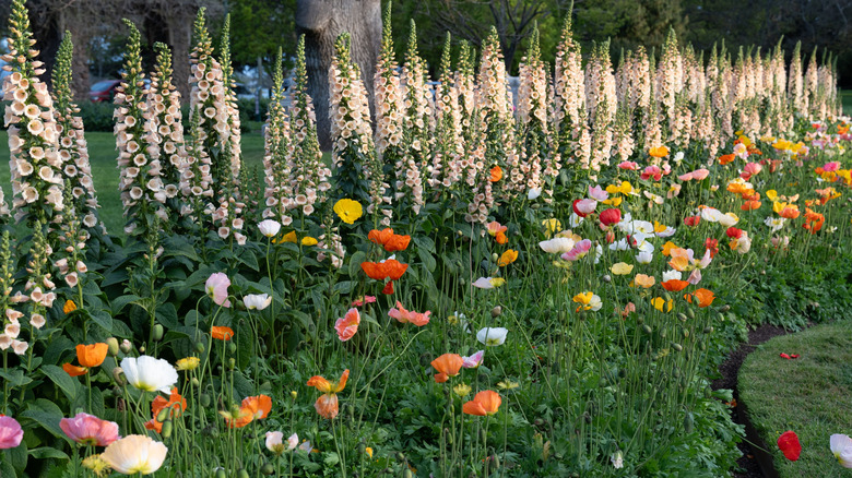 Enhance the look of your summer-blooming perennials with these 20 ...