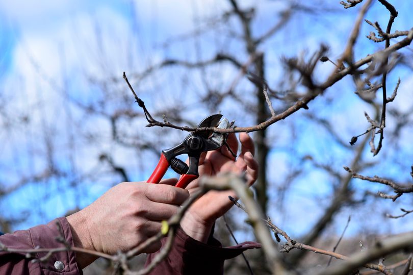 Can I trim my neighbour's tree if it's hanging over my garden - follow ...