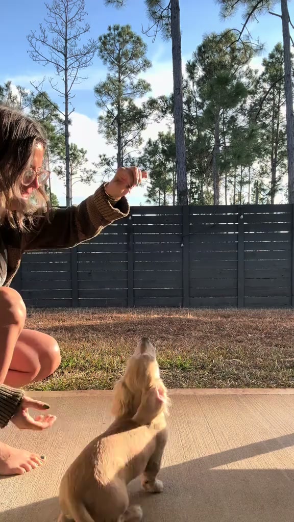 Puppy learns his first sit and shake trick