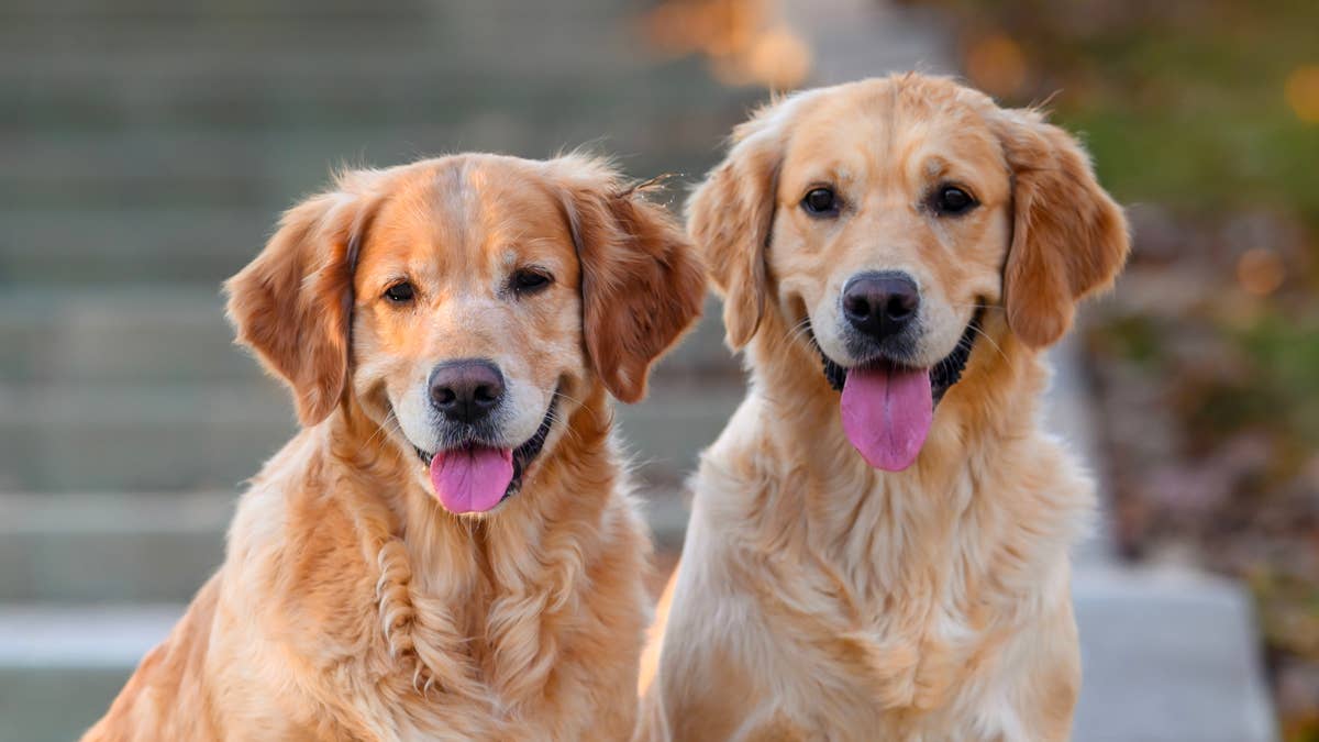 These two golden retrievers have opposite music tastes and it's pure joy