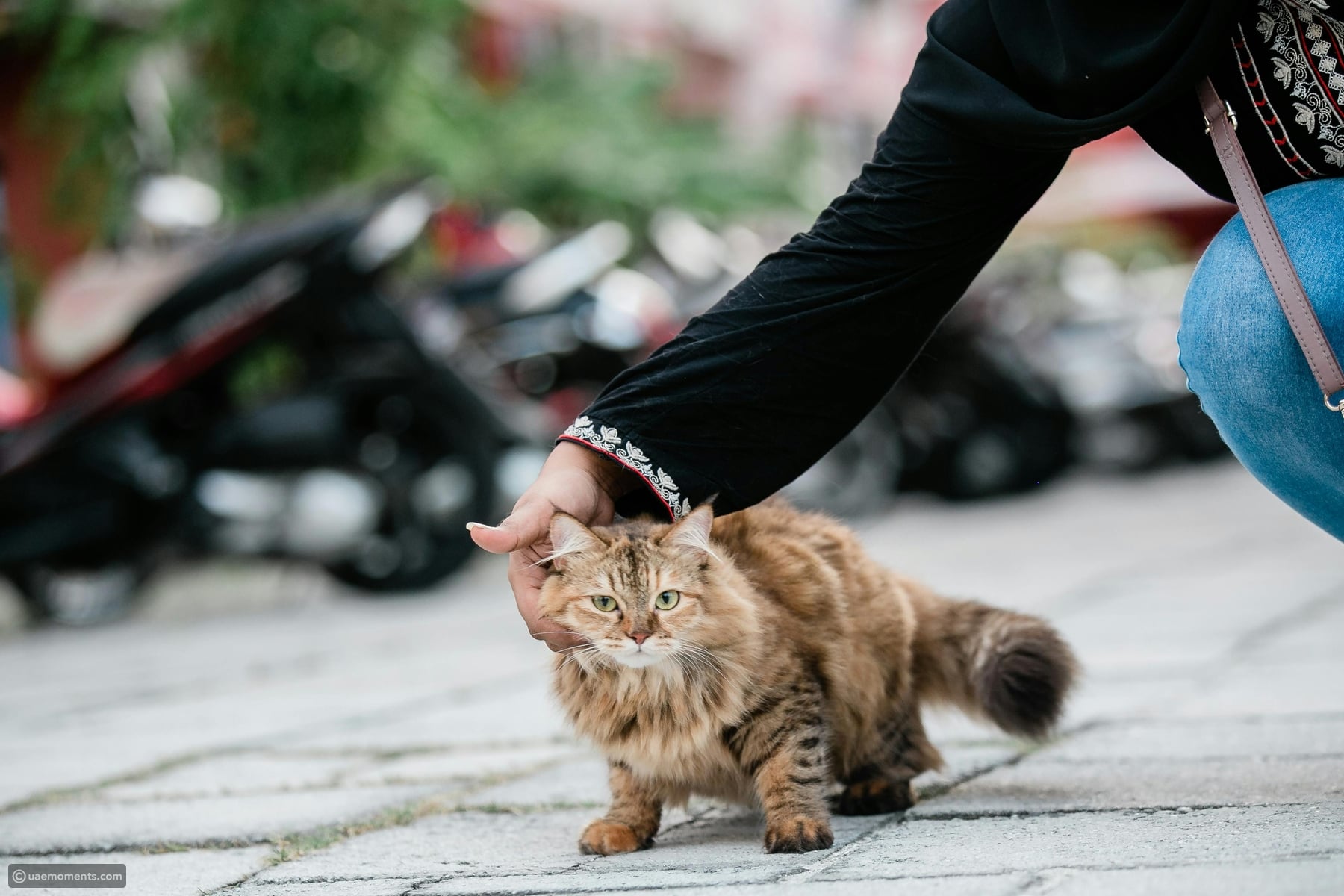 Why cats raise their tails and show their backside when you pet them