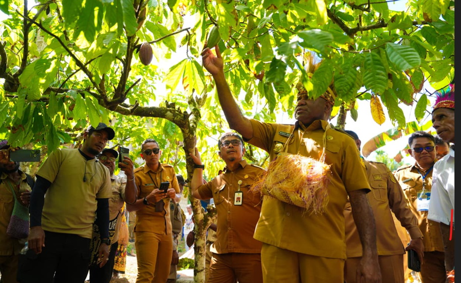 Petani kakao di Kepulauan Yapen dapat perhatian Gubernur Papua, Matius ...