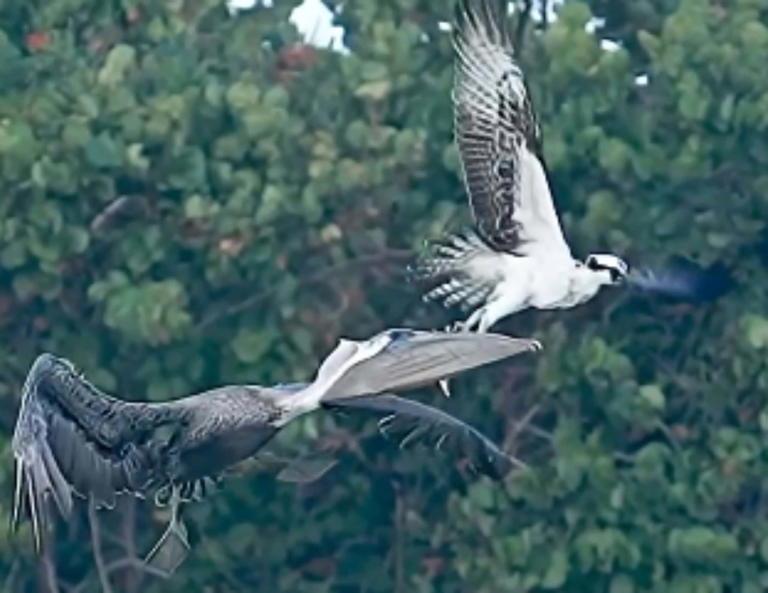 Osprey catches a fish — then a pelican swoops in