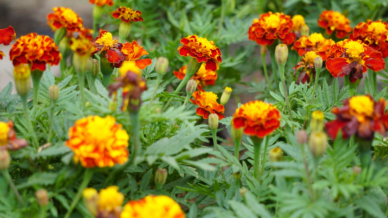 14 flowers you should plant in June for dazzling summer blooms