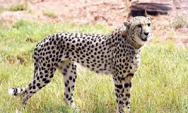 Bannerghatta staff trained at Mysuru Zoo to care for cheetahs