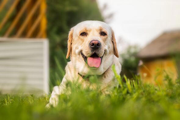Dogs Behaving Badly vet names one 'hard work' breed - and best behaved