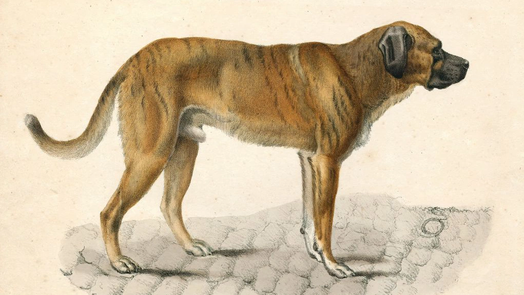 Vets outline key signs and care tips for happier dogs