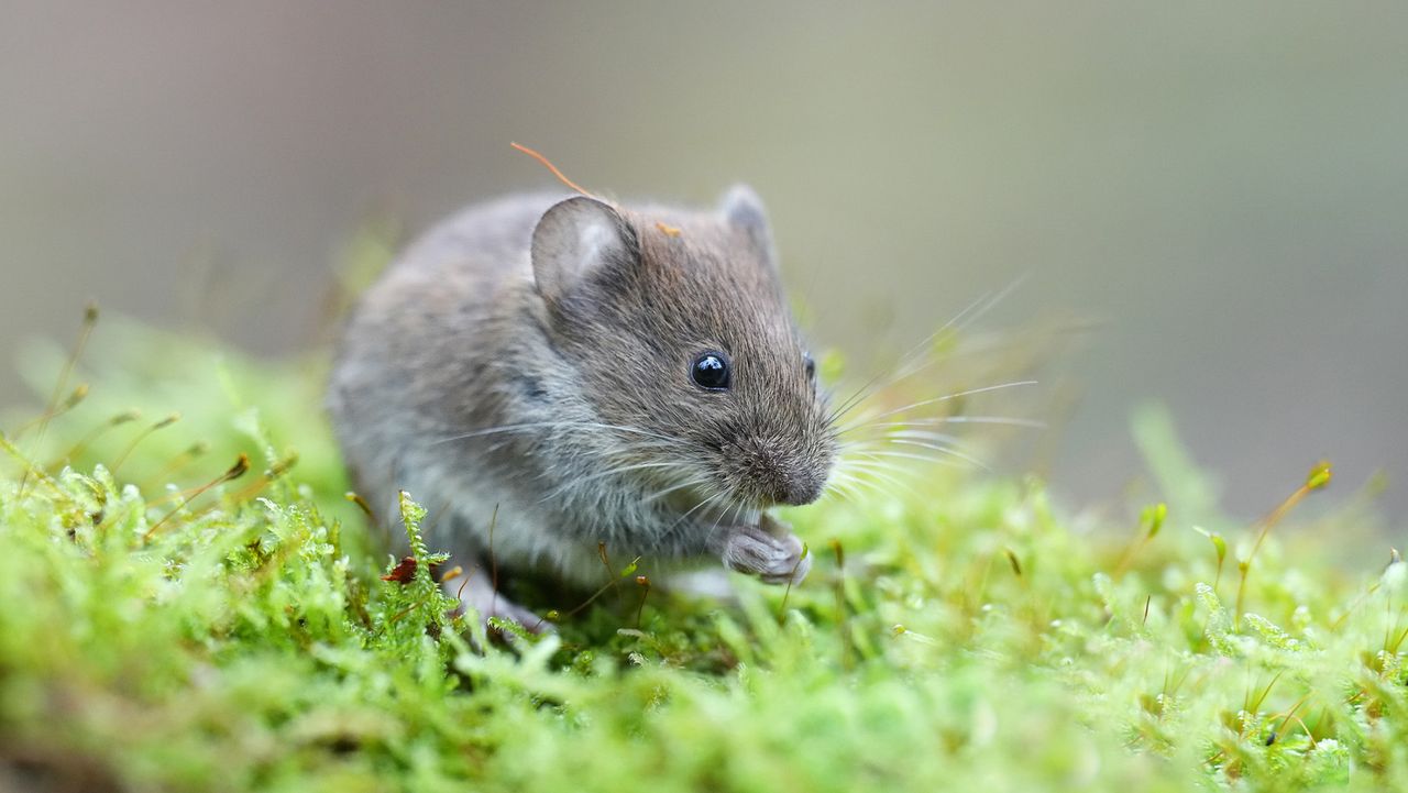Scientists got mouse eyes to perform photosynthesis — and no, they didn ...