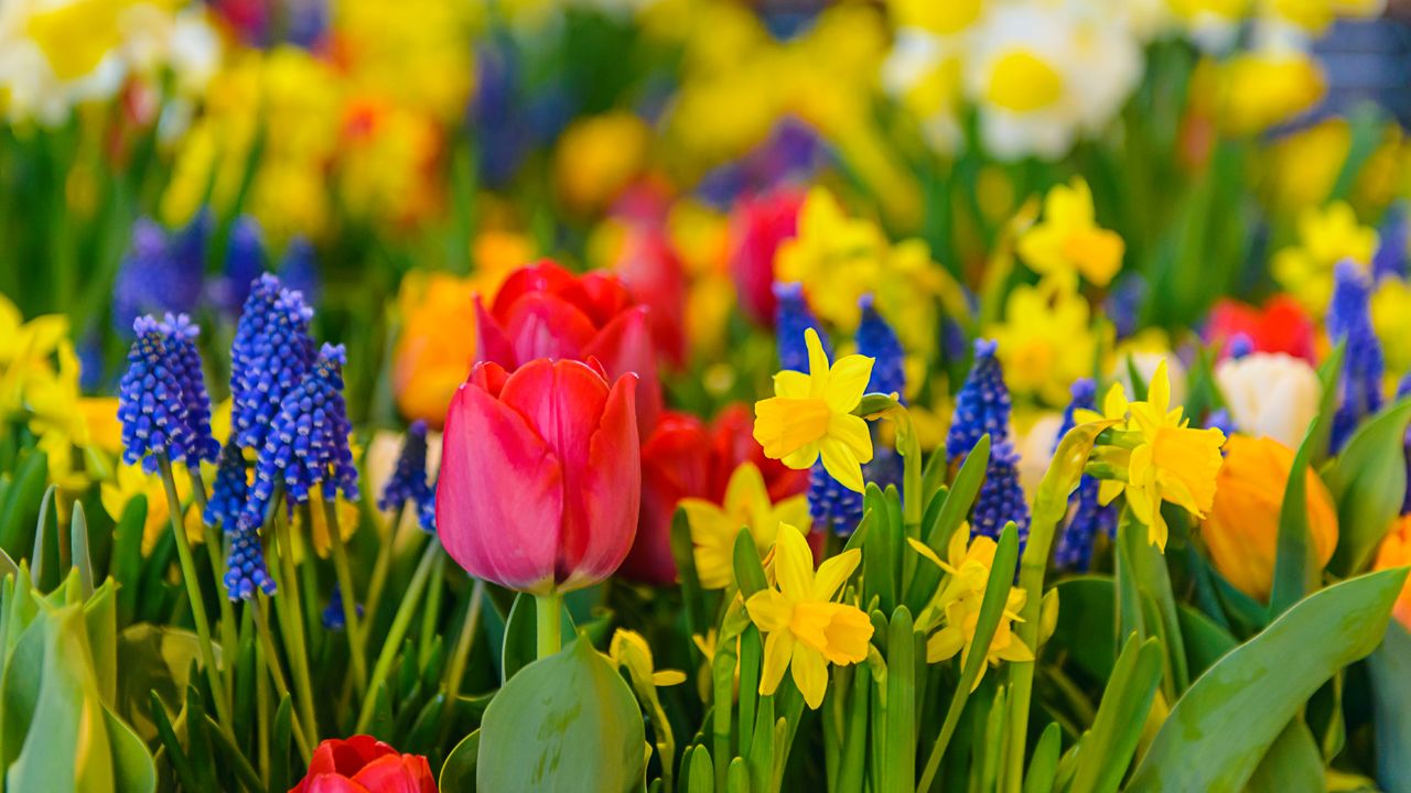 Do this to spring-flowering bulbs in May for an even bigger display ...