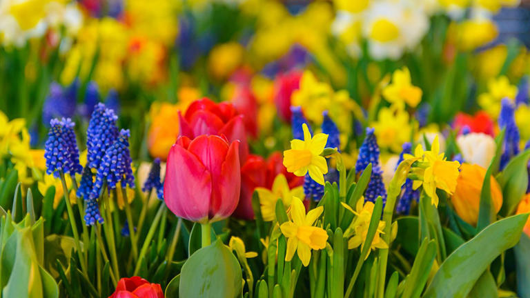 Do this to spring-flowering bulbs in May for an even bigger display ...