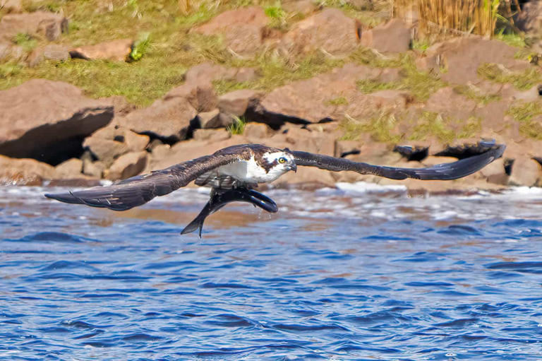 Osprey catches a fish — then a pelican swoops in