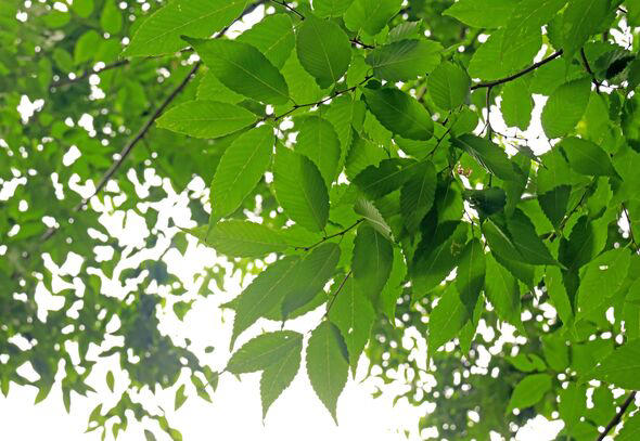 Gardeners' World star names best tree to plant now for hot summers ...