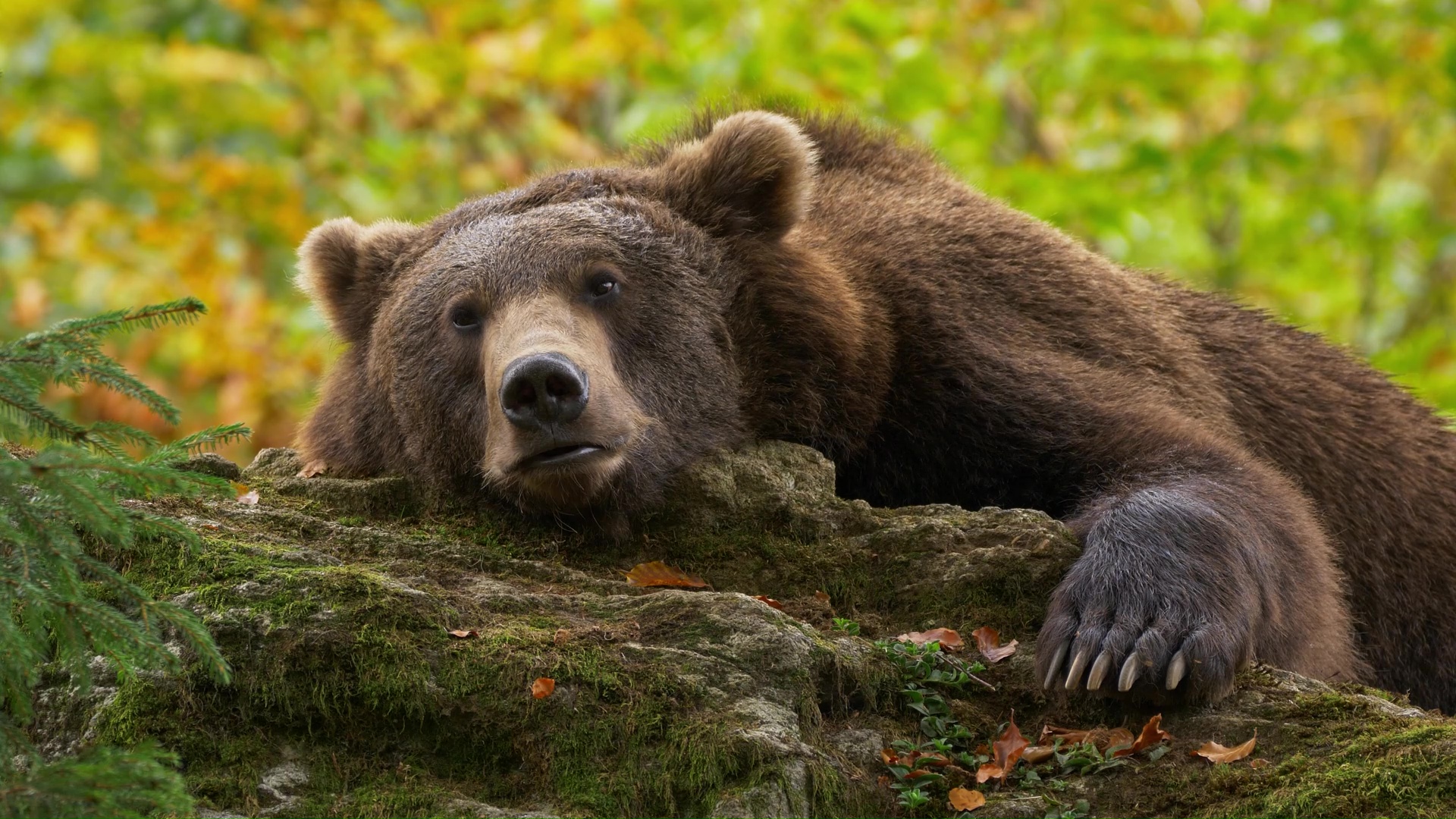 Massive brown bear resting while guarding forest territory