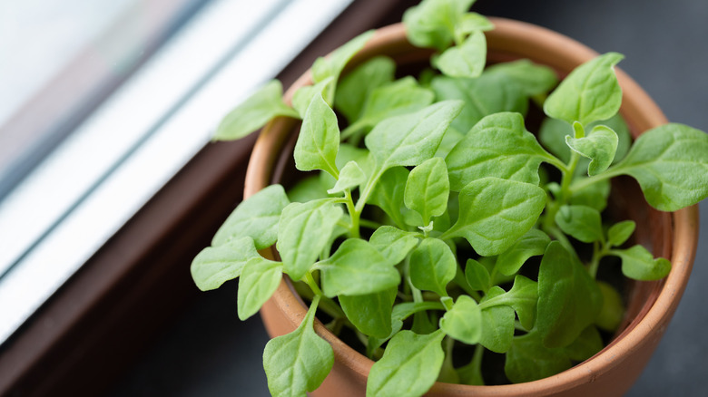 No garden space? No problem. These 16 veggies can be grown in a pot