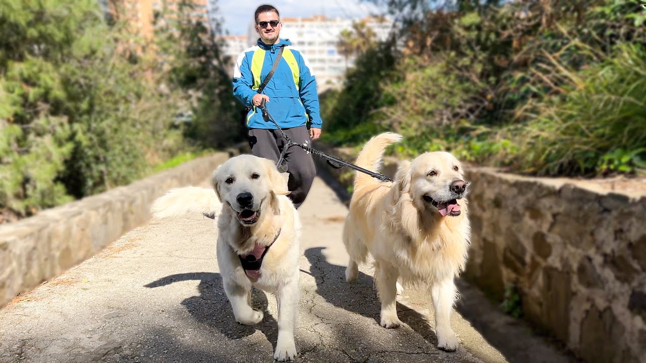 Walking two golden retrievers looks this happy