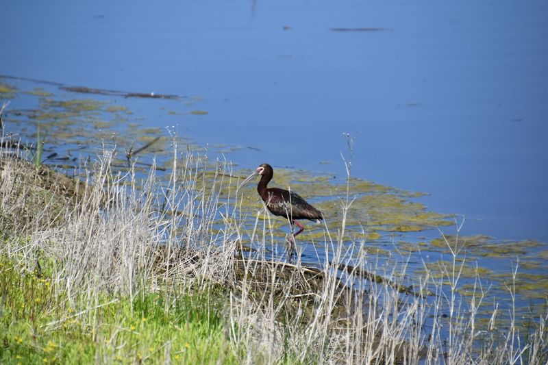 This Oregon boardwalk trail is only 1.2 miles, but you’ll see 47 bird ...