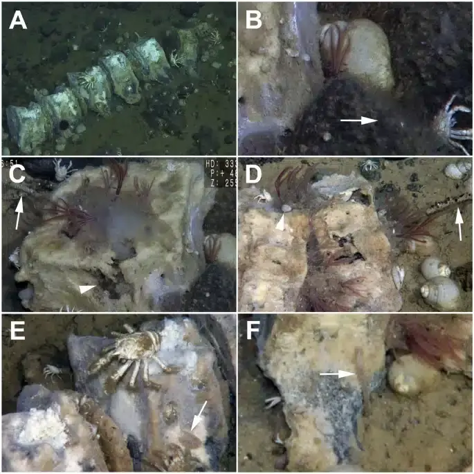 Scientists reveal the strange deep-sea creature that can devour an ...