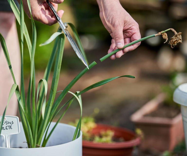 Do this to spring-flowering bulbs in May for an even bigger display ...