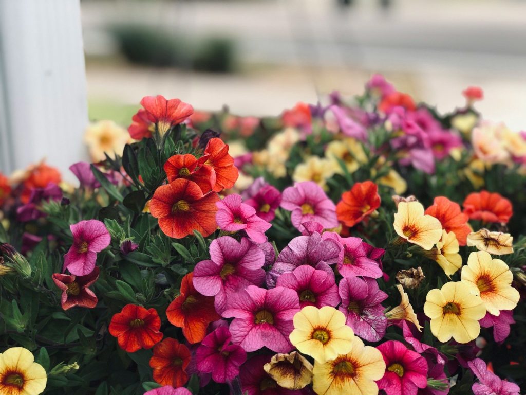 8 easy summer flowers that fill pots with constant color