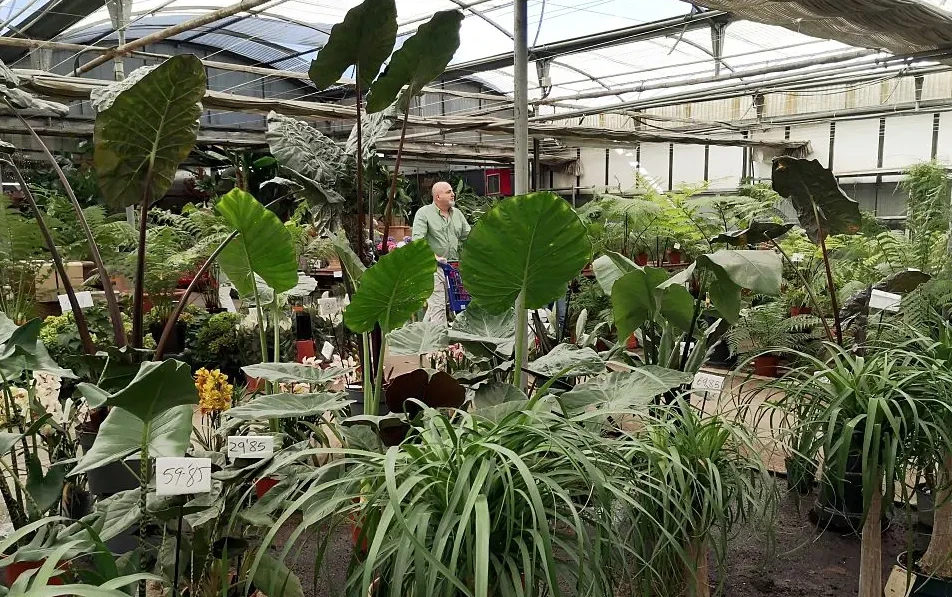 Small indoor plants that brighten your space