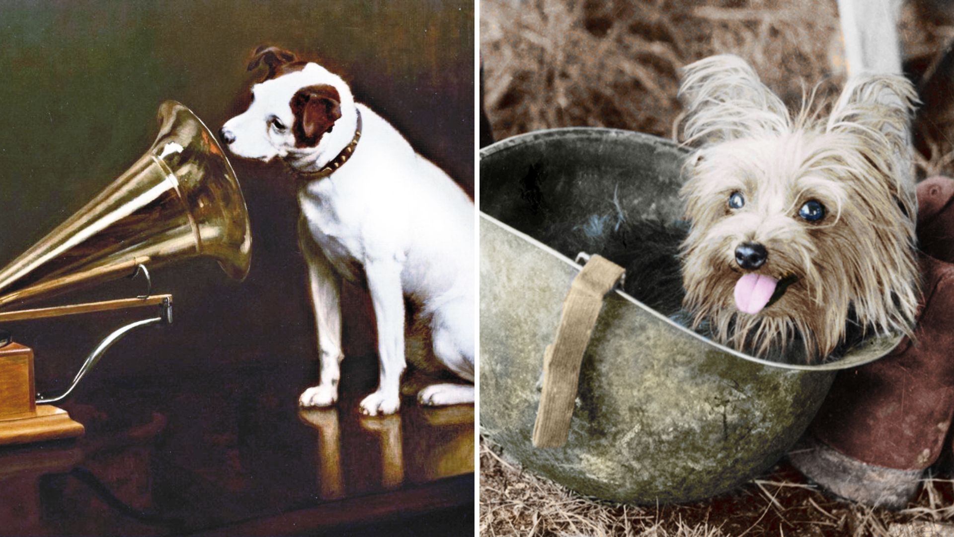 Beloved dogs that became heroes in history